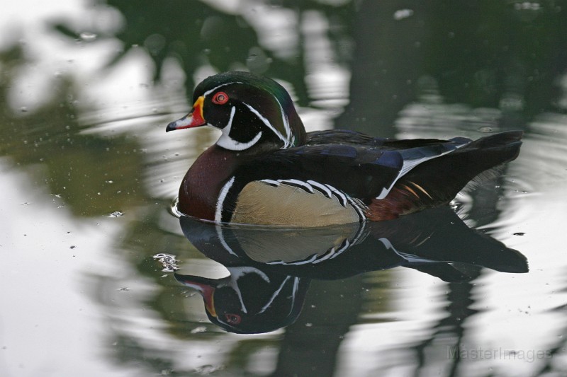Ducks on the Pond | Saranac Lake, Adirondacks, New York