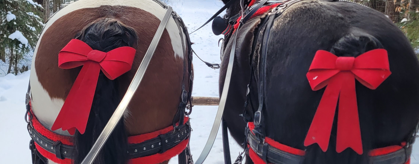 Winter Carnival: Wednesday Sleigh Rides | Saranac Lake, Adirondacks ...