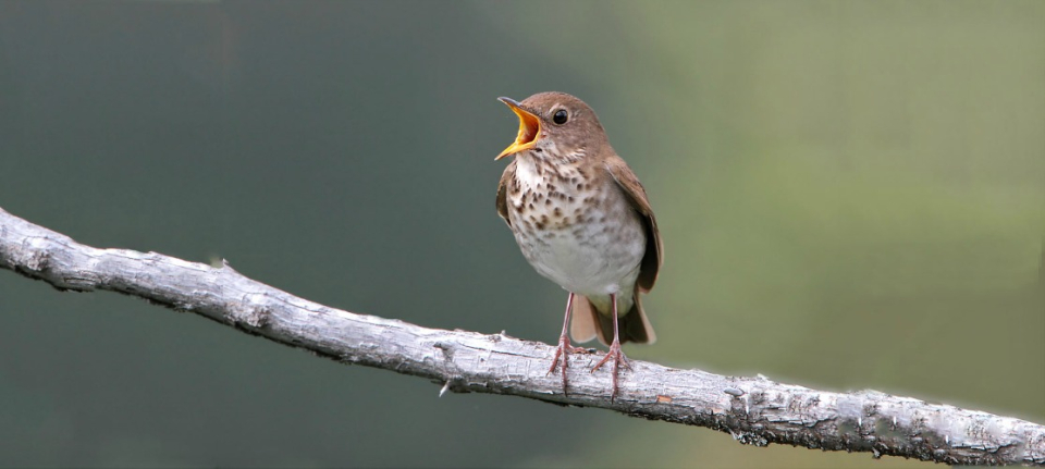Lyon Mountain | Saranac Lake, Adirondacks, New York